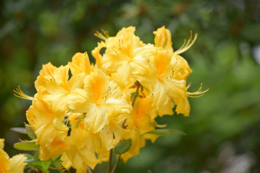 Azalea Golden Sunset | Solitérní stromy s.r.o.